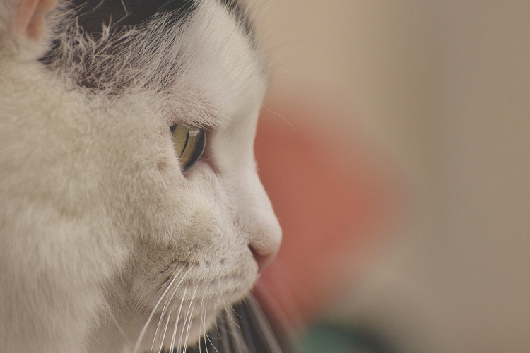 Diabetes In Cats Symptoms Treatment